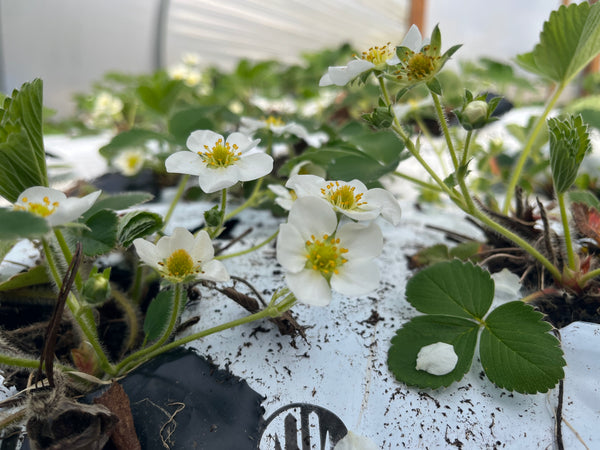 Phytopet - All Natural Herbal Supplements for Animals and Pets ...